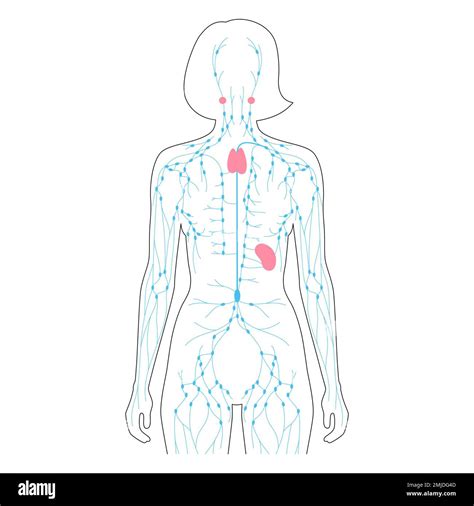 Lymphatic System Illustration Stock Photo Alamy