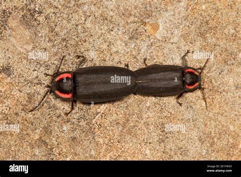 Winter Firefly Female And Male Mating Ellychnia Corrusca Lampyridae
