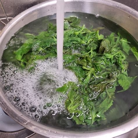 깻잎순 볶음 발아 깻잎나물 요리 깻잎순 삶는 법