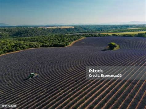 Plateau De Valensole 라벤더 밭과 오트 알프스 프로방스 코트 다 쥐르 의 일몰에 살포하는 트랙터 조감도 0명에