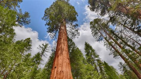 Sequoia Tree Height