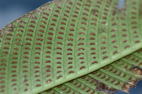 Meniscium Lingulatum Ferns And Lycophytes Of The World
