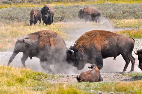 1000+ images about Bison / Buffalo / Tatonka on Pinterest | Buffalo ...