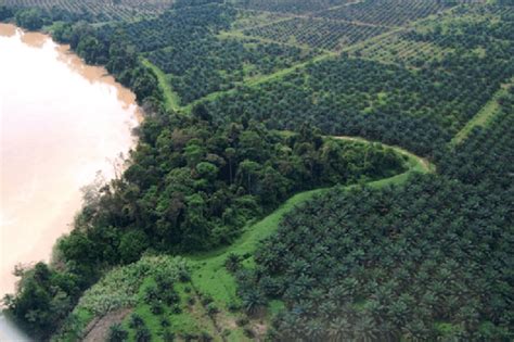 2 Isolated Forest Fragment Compressed Between A River And Oil Palm