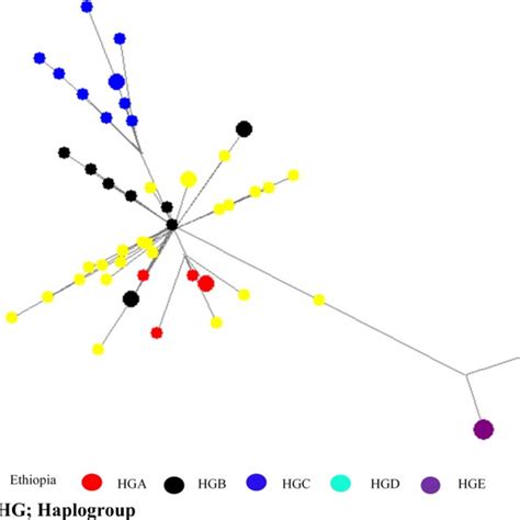 median joining network of mtdna d loop sequences haplogroups belonging