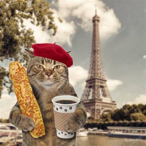Create Meme The French Cat Bonjour Im Lyosha The Cat French Cat Pictures Meme