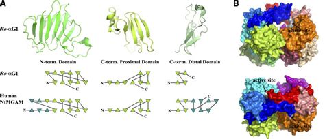 The N And C Terminal Domains And Molecular Surface Representative Of Download Scientific