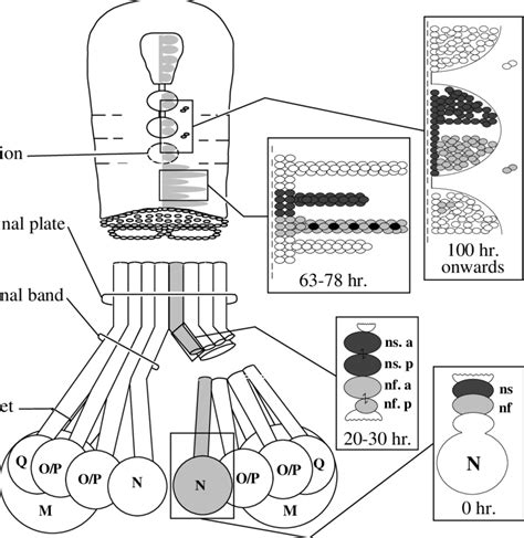 Schematic Representation Of Glossiphoniid Leech Development Showing Download Scientific