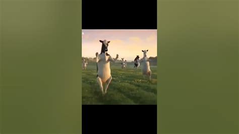 صوت صفير البلبل، تابعوني تيك توك Arc7m Youtube