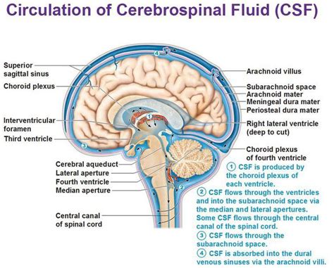 Csf Generation And Reabsorption Medizzy