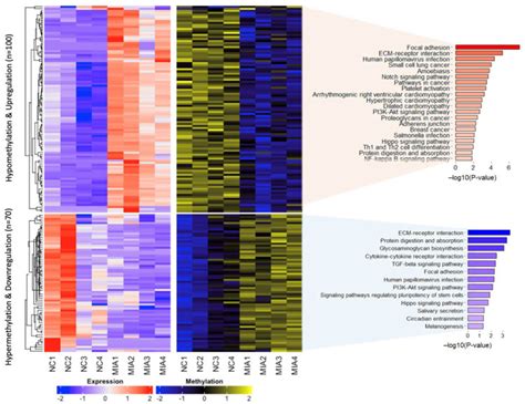 Integrated Analysis Of Dna Methylation And Gene Expression Profiles In A Rat Model Of
