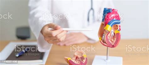 인간의 심장 해부학 모델을 가진 의사 심혈관 질환 죽상 동맥 경화증 고혈압 심장 판막 심장 대동맥 폐 창 세계 심장의 날과 건강 개념 9월에 대한 스톡 사진 및 기타 이미지