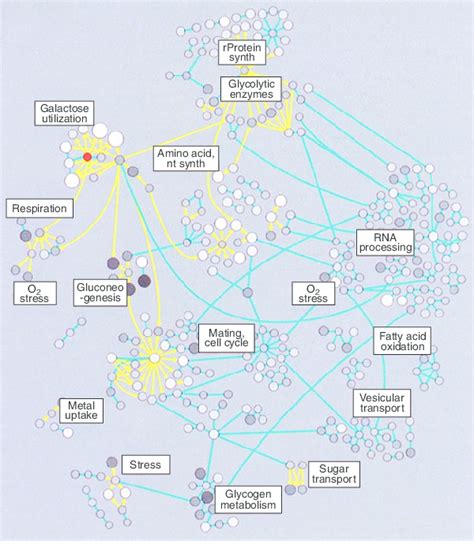 A Network Perturbation Model Of Galactose Utilization In Yeast This Download Scientific