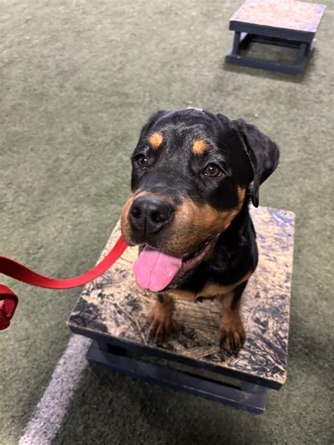 Teaching Maple “place” Command Rrottweiler