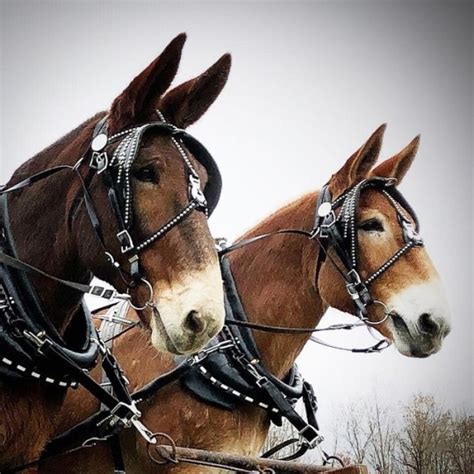 Draft Mule Tumblr Mules Animal Draft Mule Draft Horses