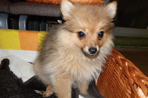 Útulkáči Orvis Fox A Pixie Z Piešťan