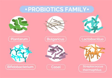 150 Lactobacillus Casei Foto Stok Potret And Gambar Bebas Royalti Istock