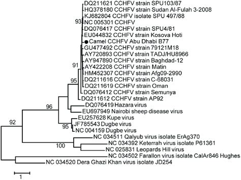 Phylogenetic Analysis Of Camel Cchfv Abu Dhabi Maximum Likelihood Download Scientific Diagram