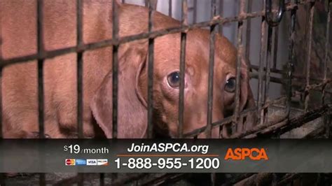 Aspca Tv Commercial Darkest Places Featuring Eric Mccormack Ispot Tv