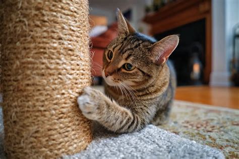 How To Stop Your Cat Scratching Excessively Vet Verified