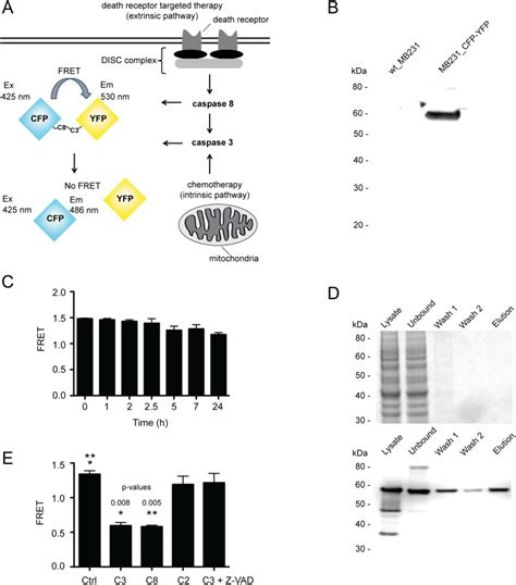A Schematic View Of Fret Assay The Fret Probe Cfp Linker Yfp Is Download Scientific