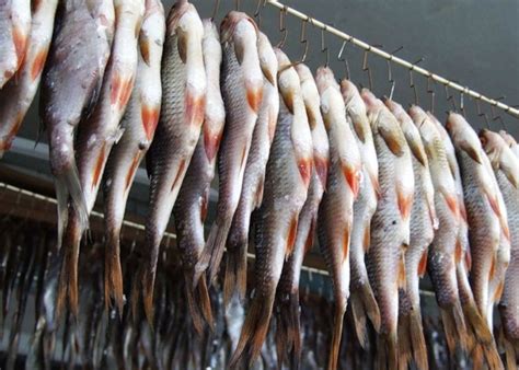 как правильно вешать рыбу для вяления за голову или хвост