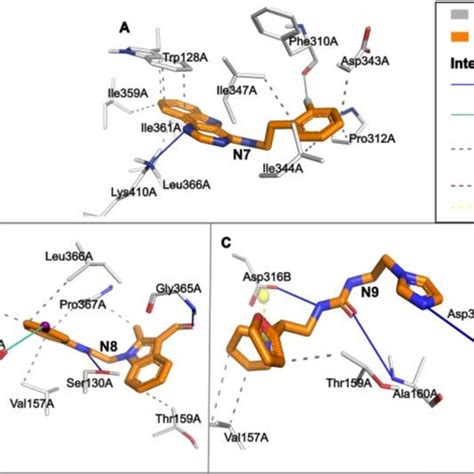 Predicted Binding Mode Of Compounds N7 To N9 In Pvdhs Download
