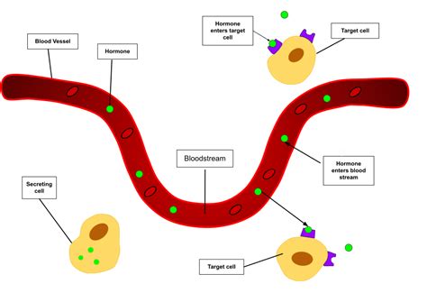 History Of Hormone Therapies In Brief The Wellness By Design Project
