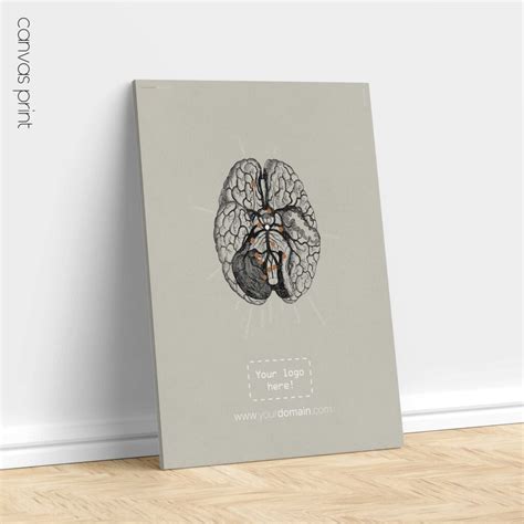 Cranial Nerves Cross Section Educare Design
