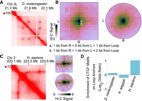 analysis of hi c data using sip effectively identifies loops in