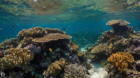 A Coral Reef With A Sign That Says Quot Scuba Divers Quot Premium Ai Generated Image