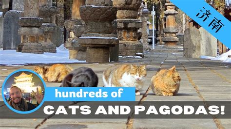 Ancient Pagodas And Hundreds Of Cats Shandong China Youtube