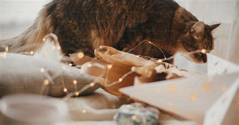 귀여운 얼룩무늬 고양이는 스칸디나비아 방의 침대에서 크리스마스 별 조명 소나무 촛불 베개를 배경으로 휴식을 취하고 있습니다 아늑한 숙소 대기 순간 휘게 겨울