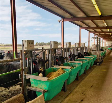 Revolutionising herd management with C-Lock