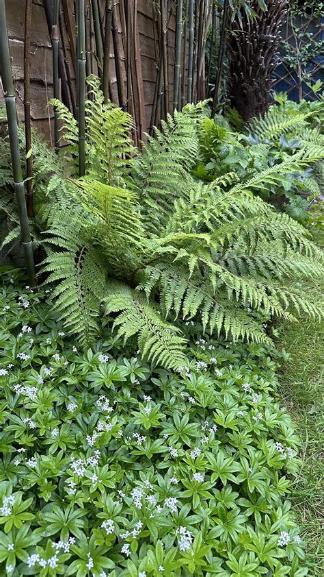 Evergreen Ferns For Year Round Interest — Meadowlark Journal