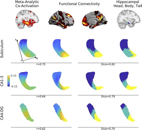 Anatomical And Microstructural Determinants Of Hippocampal Subfield Functional Connectome
