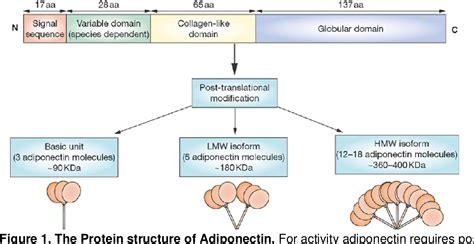 Figure From Role Of Adiponectin In Monocytic Microparticleinduced Endothelial Dysfunction