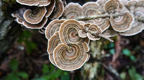 The Complete Guide To Cooking With Turkey Tail Mushrooms Thekitchentoday
