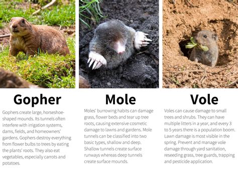 Identifying Moles Vs Voles What Does A Vole Look Like Identification Tips Cvybik