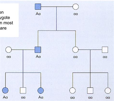 Lecture L2 Autosomal Inheritance Flashcards Quizlet
