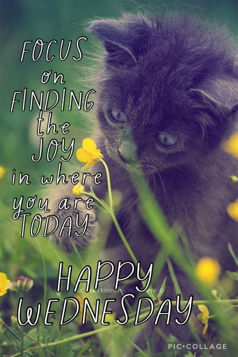 Wednesday Cat Images