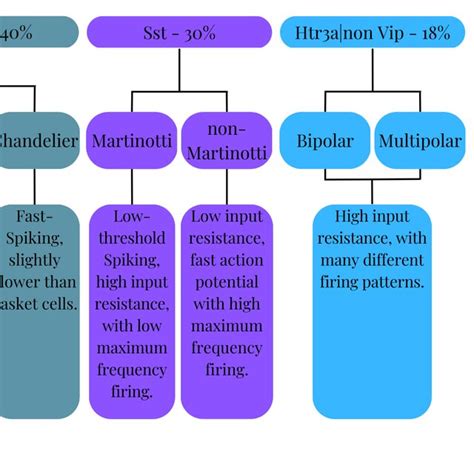 Gabaergic Neurons In The Neocortex Express One Of Four Markers Pvalb