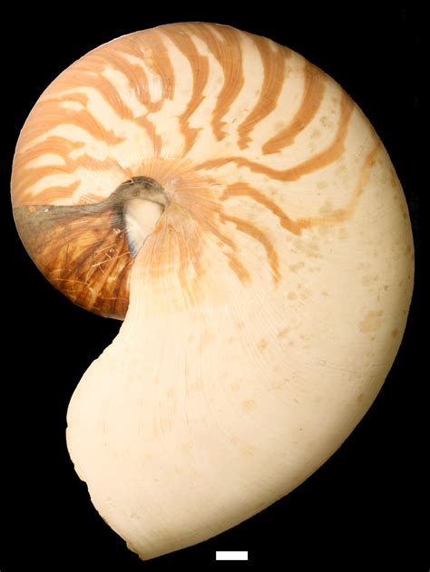 Cephalopods Sam Noble Museum