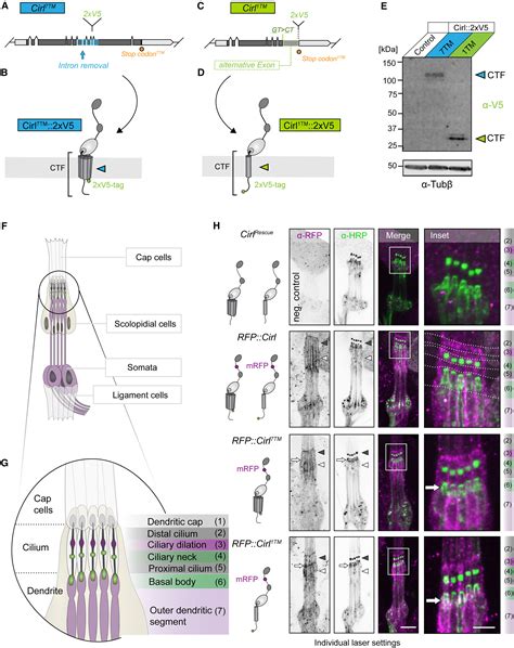 Intron Retention Of An Adhesion Gpcr Generates 1tm Isoforms Required For 7tm Gpcr Function Cell