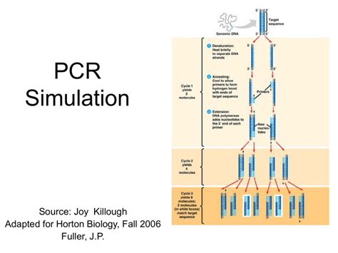 Pcr Simulation A Molecular Biology Modeling Activity