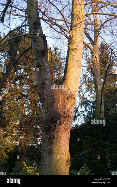 Trunk Of A Tree That Divides Into Two Equal Branches Forming A Y Shape