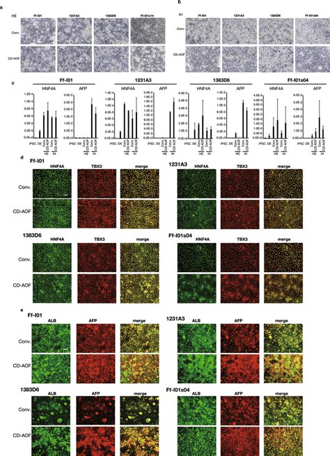 Generation Of Hepatic Endoderm And Immature Hepatocytes Using Defined Download Scientific