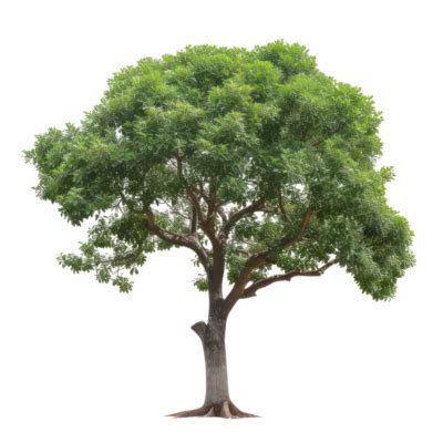 Tree Transparent Background PNGs For Free Download Tree Transparent Background PNGs For Free Download