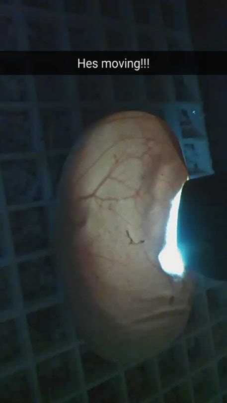 Incubation On Tumblr