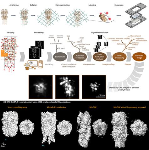 One Step Nanoscale Expansion Microscopy Reveals Individual Protein